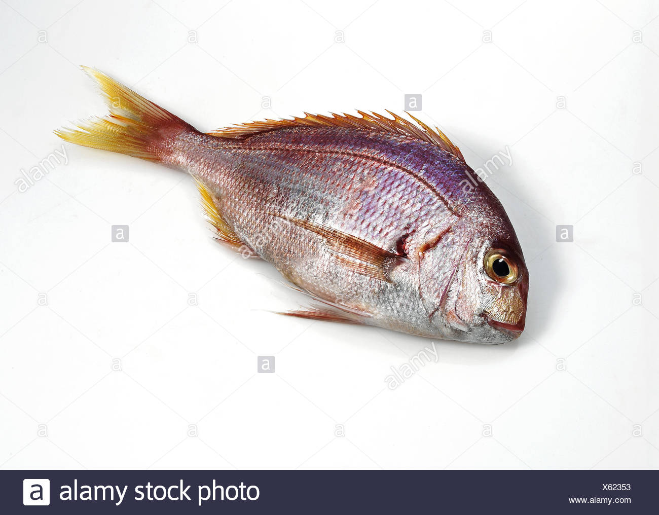 Red Seabreams High Resolution Stock Photography and Images - Alamy