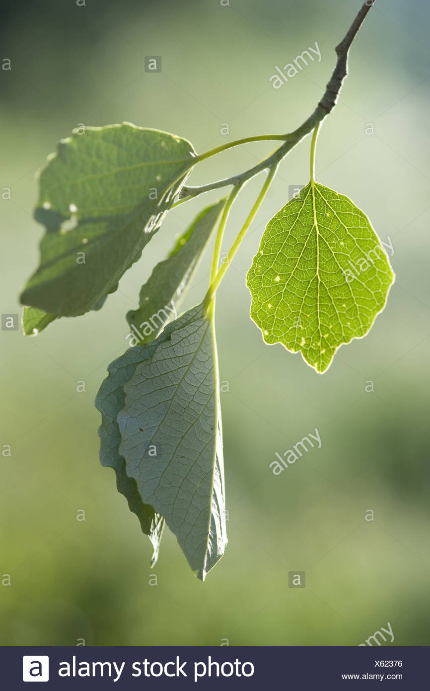 Abele Tree Stock Photos & Abele Tree Stock Images - Alamy