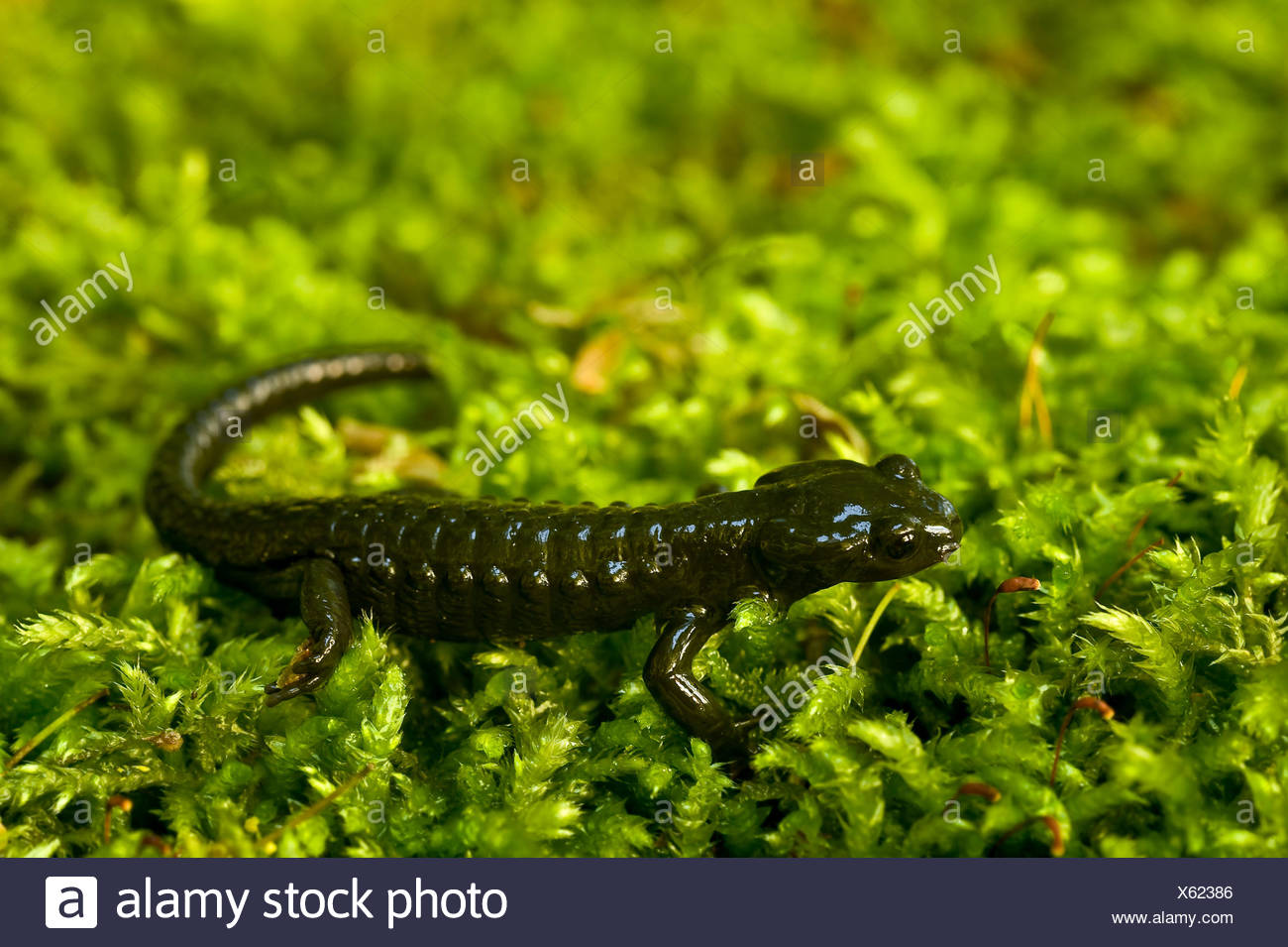 Alpine Salamanders High Resolution Stock Photography and Images - Alamy