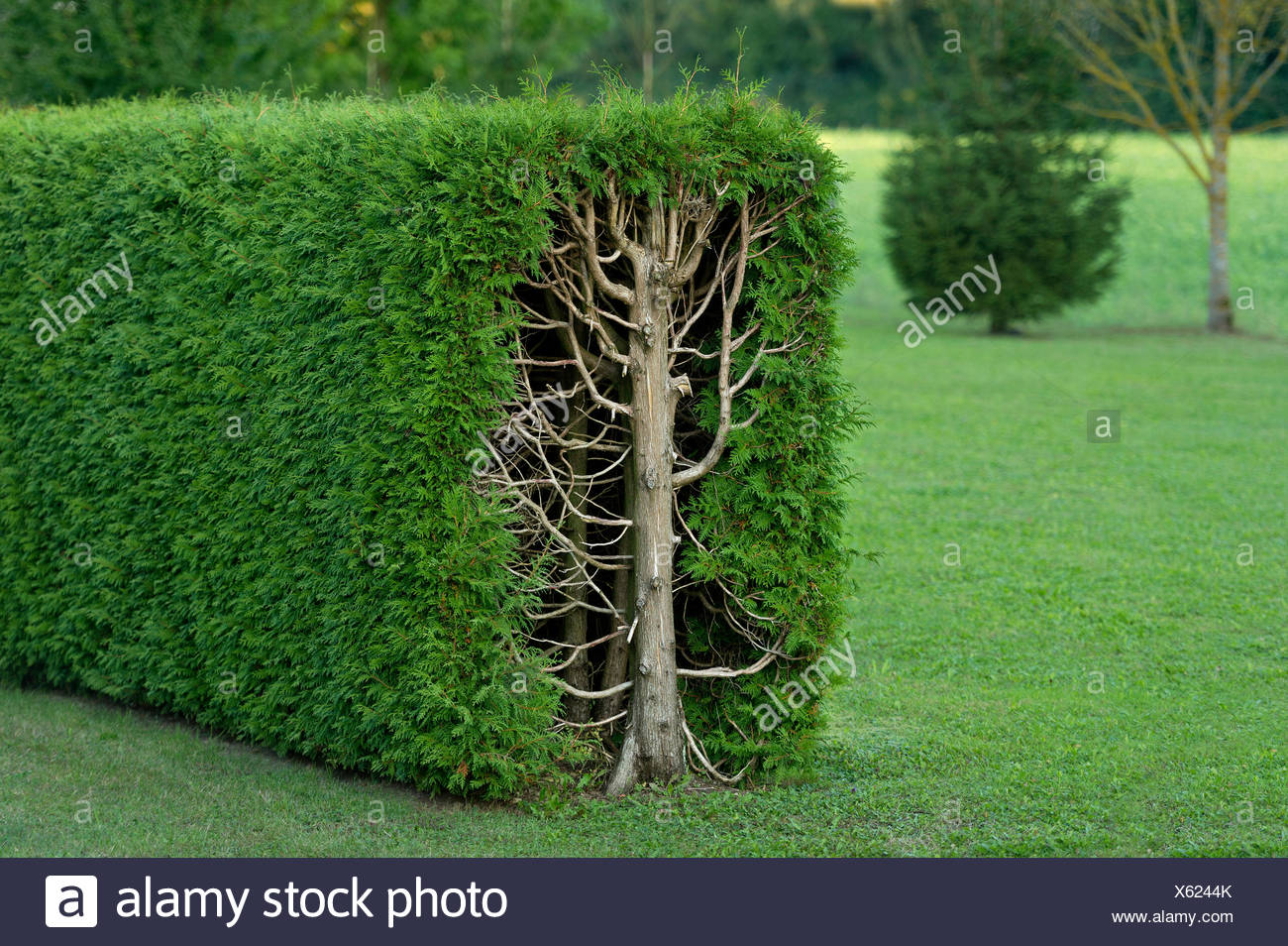 Rectangular Lawn Garden High Resolution Stock Photography and Images ...