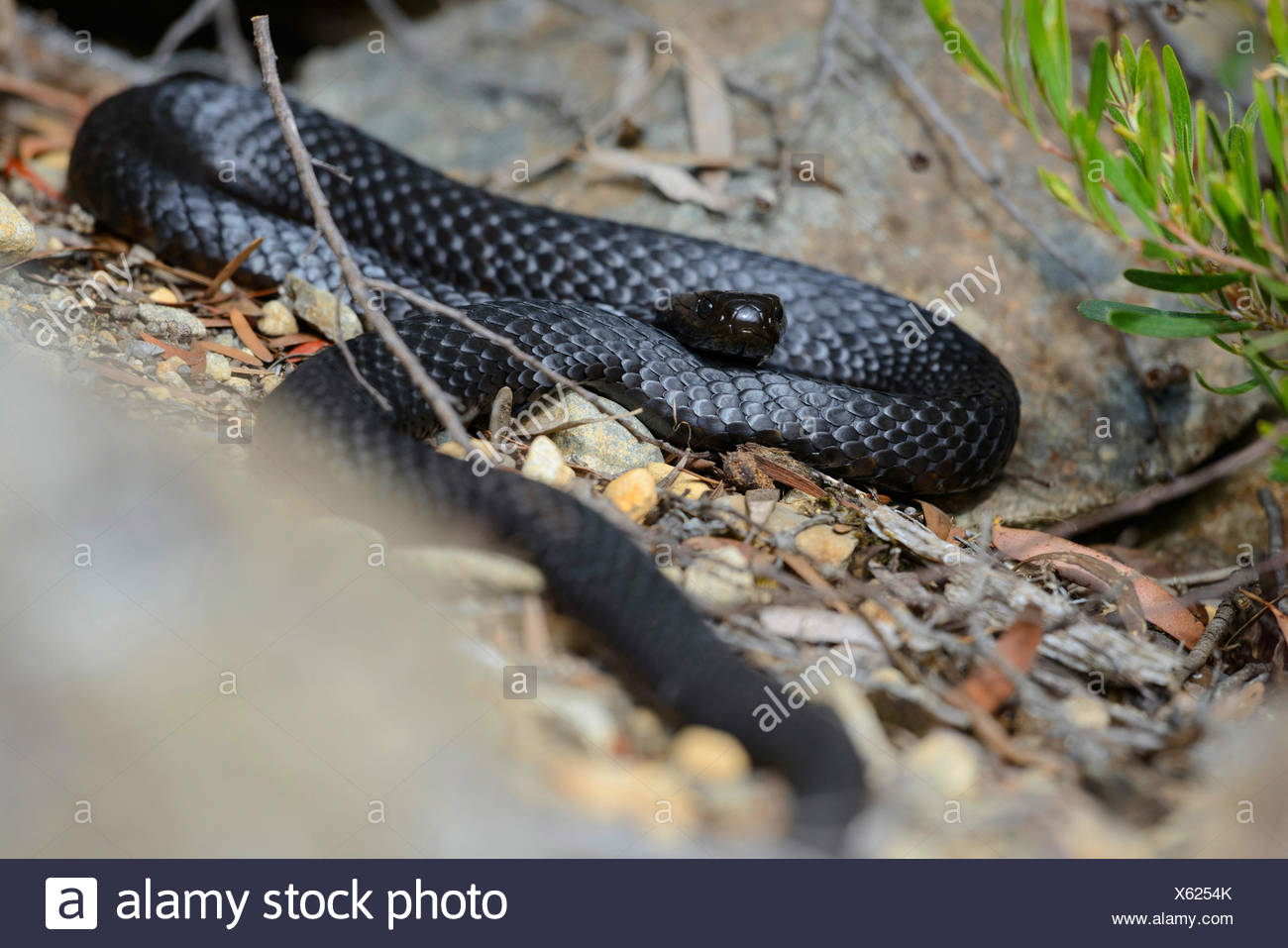 Tiger Snake High Resolution Stock Photography and Images - Alamy