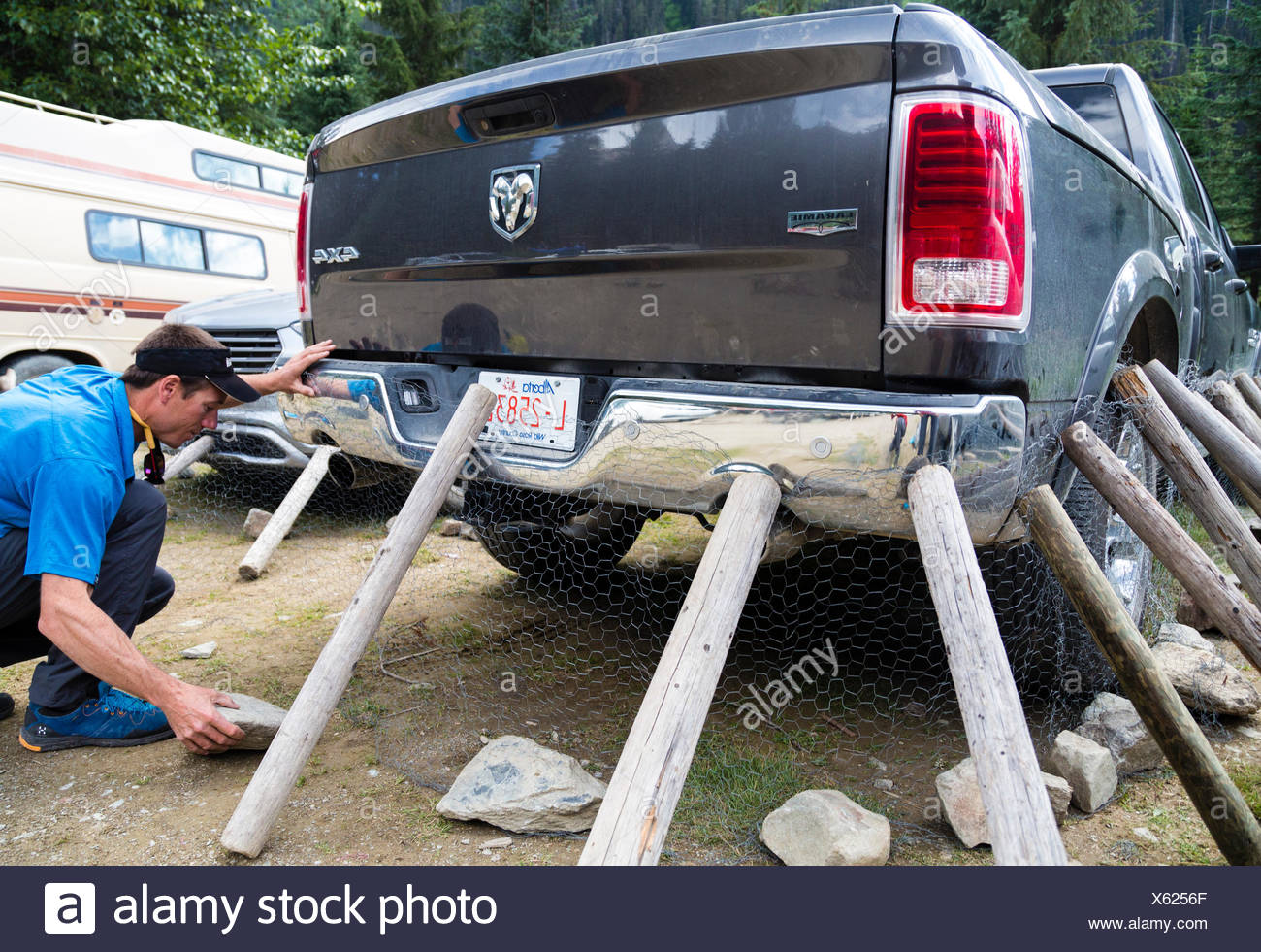 Porcupine Proofing High Resolution Stock Photography and Images - Alamy