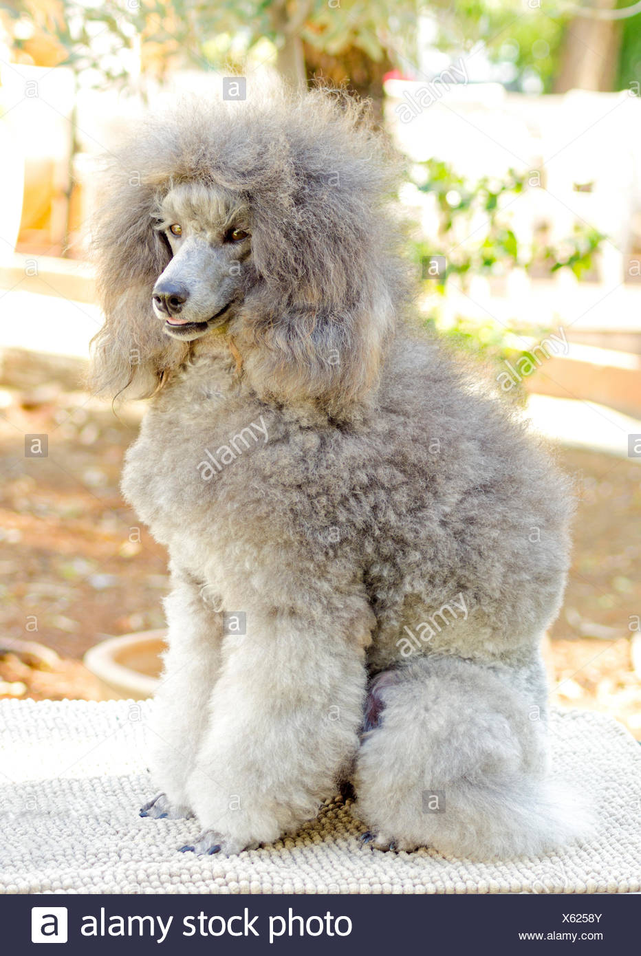 French Poodles Stock Photos & French Poodles Stock Images - Alamy