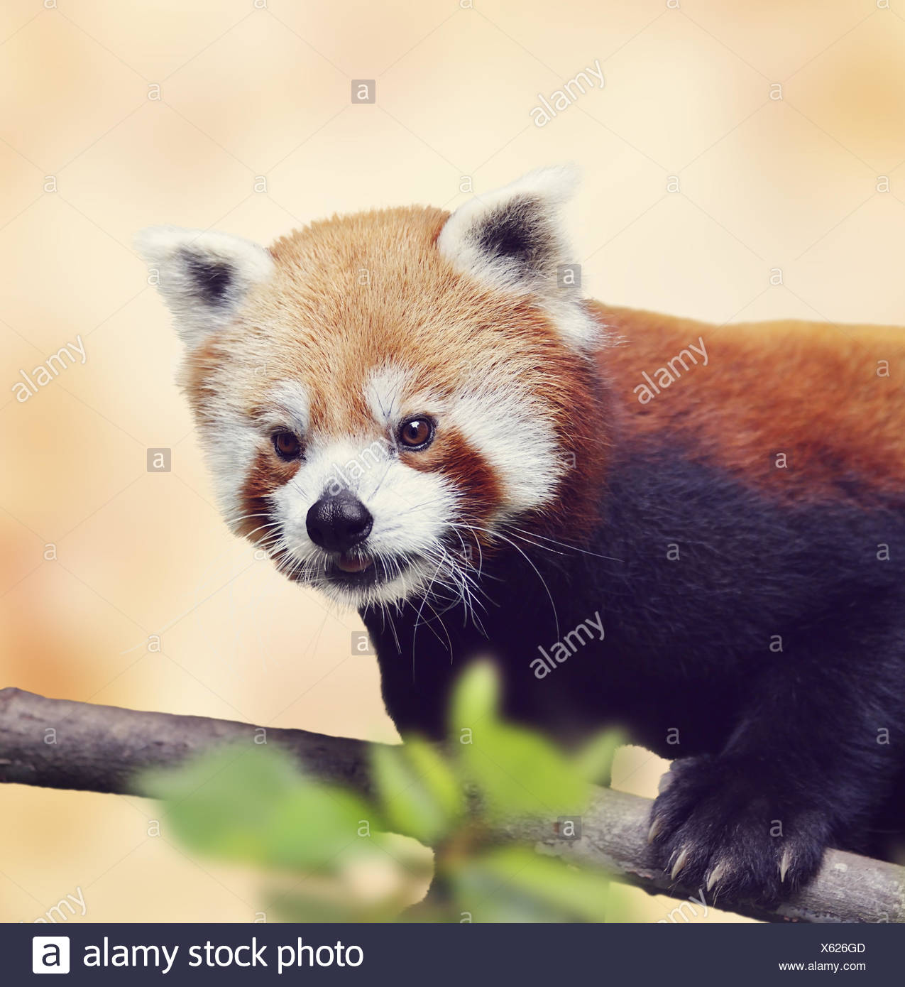 Red Panda Bear High Resolution Stock Photography and Images - Alamy
