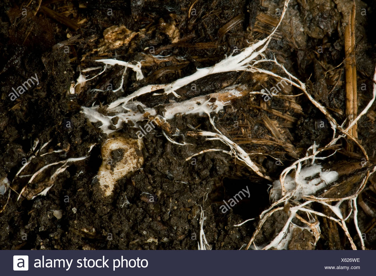 Mycorrhizal Mushroom High Resolution Stock Photography and Images - Alamy