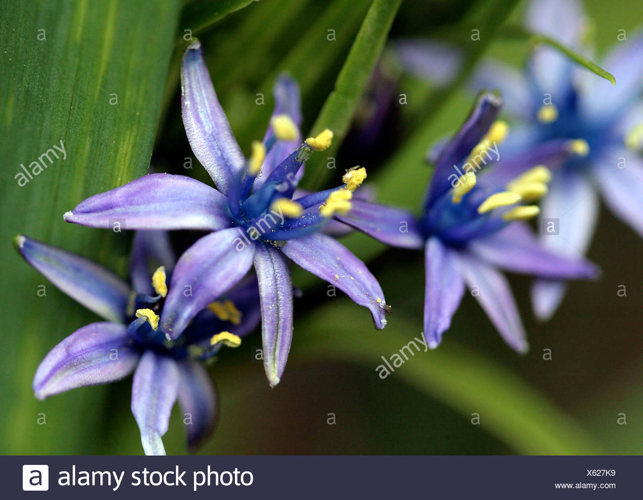 Cuban Lily Stock Photos & Cuban Lily Stock Images - Alamy