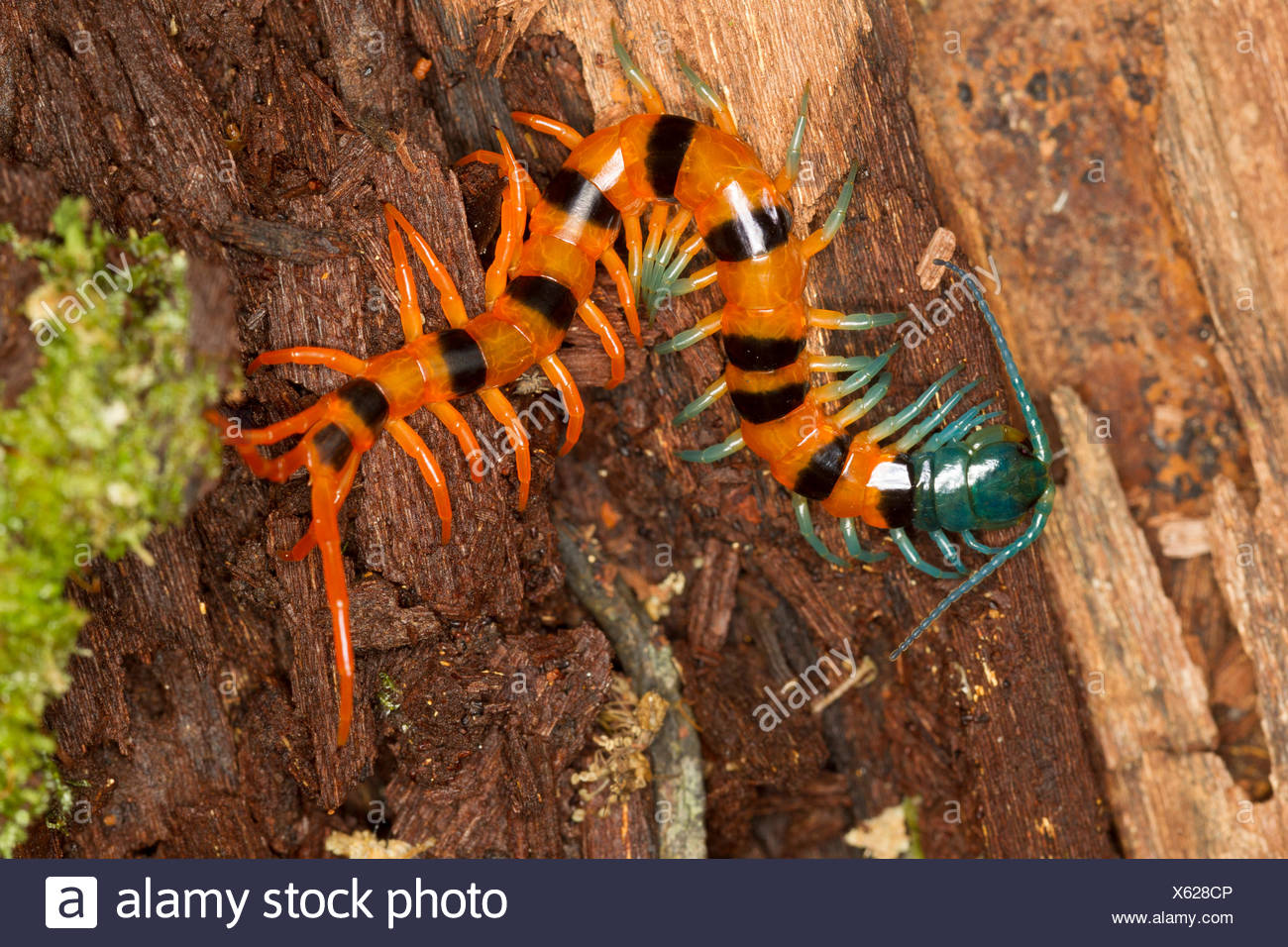Scolopendra High Resolution Stock Photography and Images - Alamy