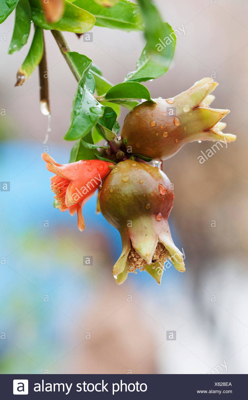 Libya National Flower High Resolution Stock Photography and Images - Alamy