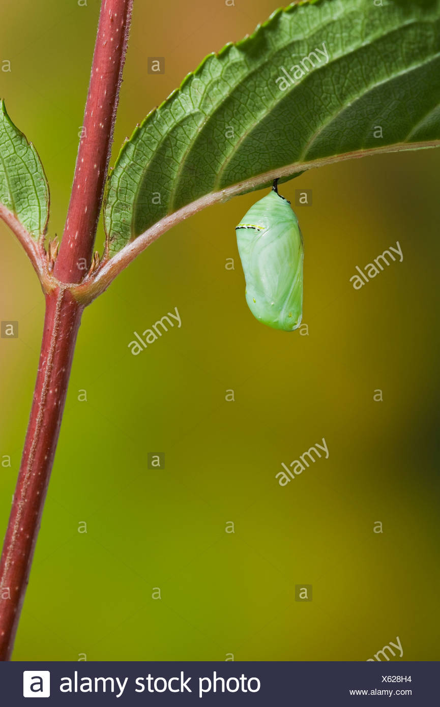 Animal Life Cycle High Resolution Stock Photography and Images - Alamy