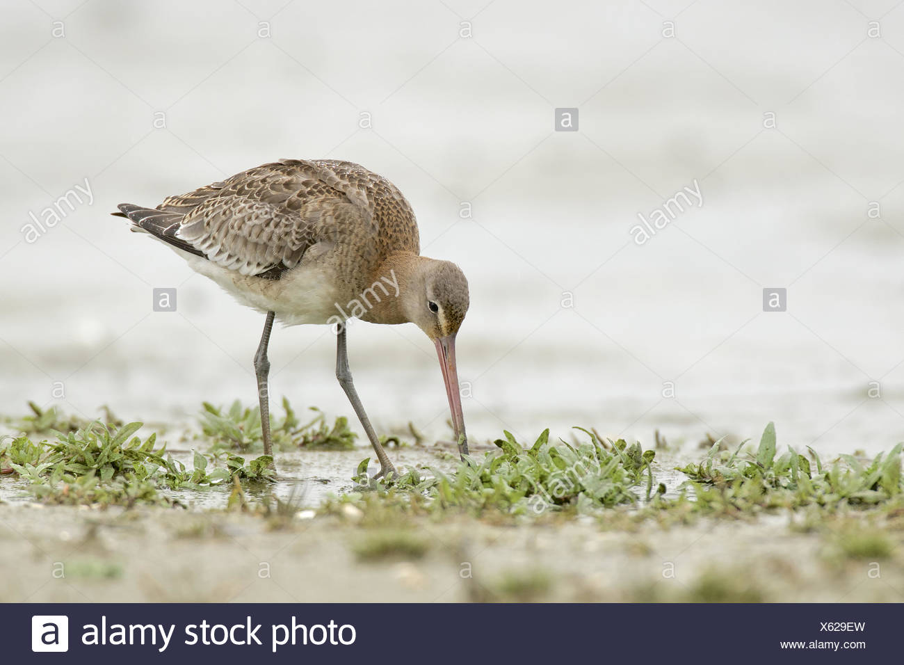 Tetol Cuanegre High Resolution Stock Photography and Images - Alamy