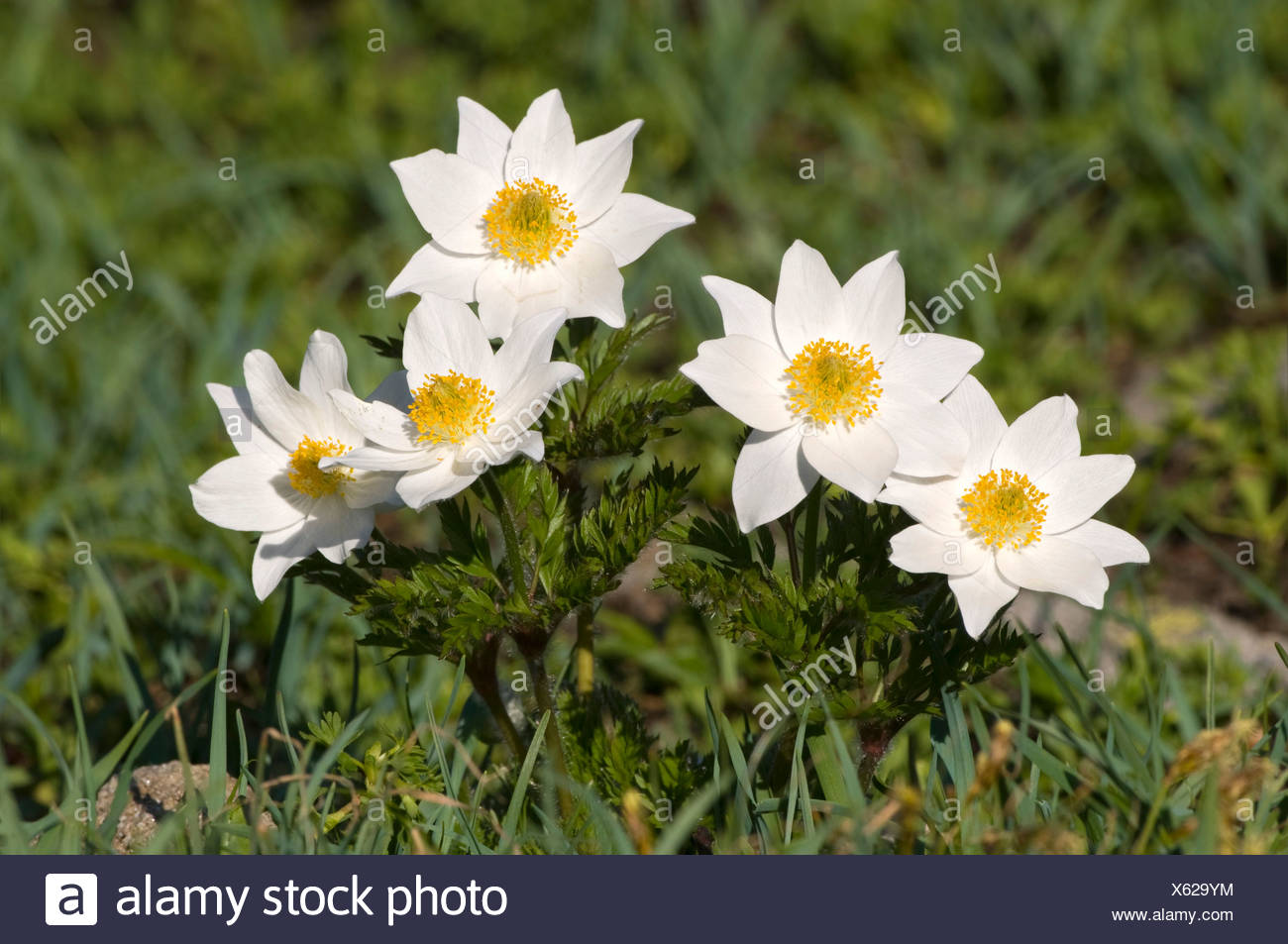 Alpenanemone Stock Photos & Alpenanemone Stock Images - Alamy