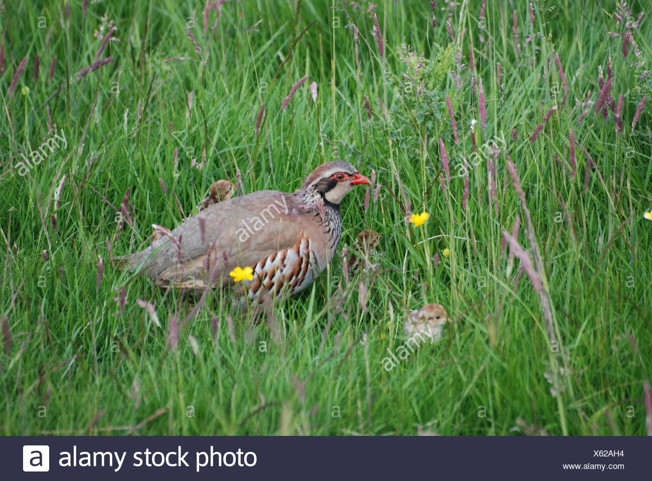 Female Partridge High Resolution Stock Photography and Images - Alamy