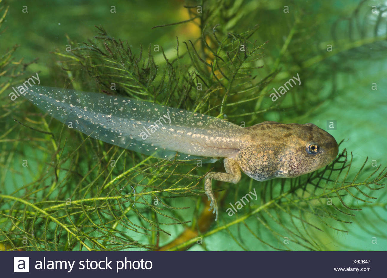 Lifecycle Tadpole High Resolution Stock Photography and Images - Alamy
