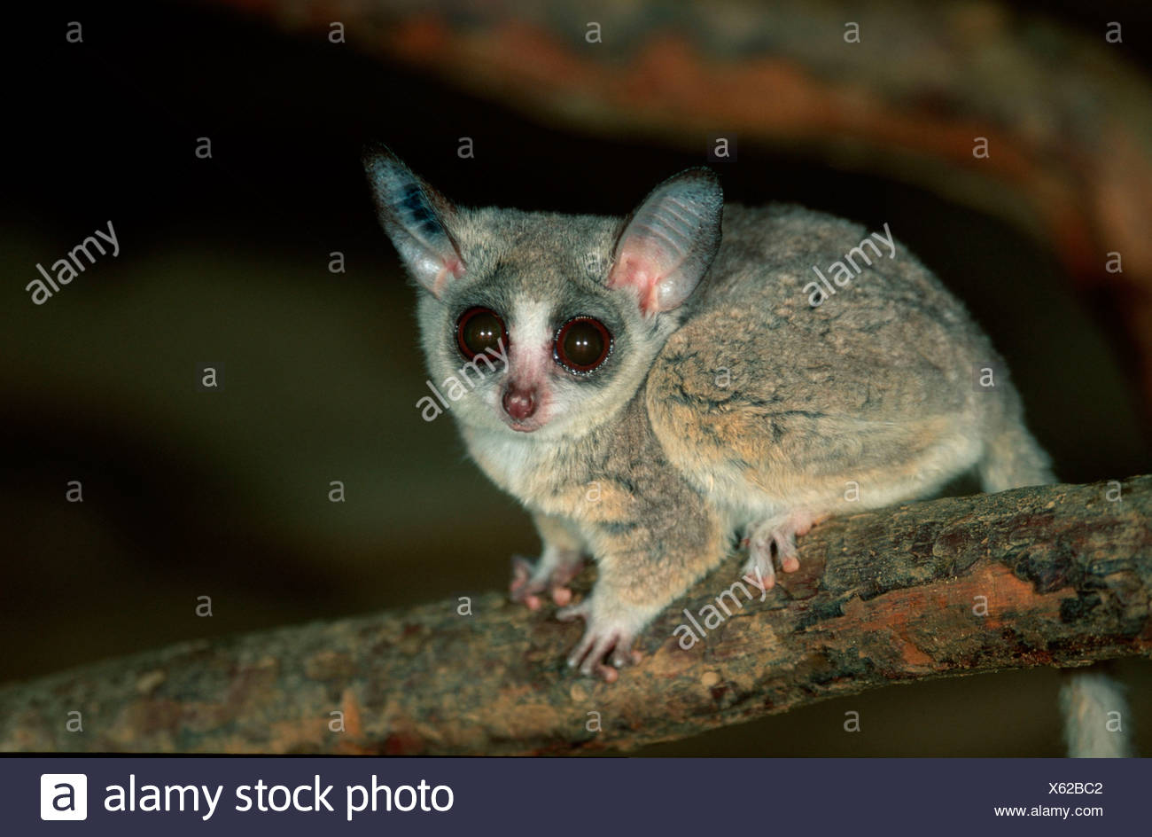 Lesser Bushbaby High Resolution Stock Photography and Images - Alamy