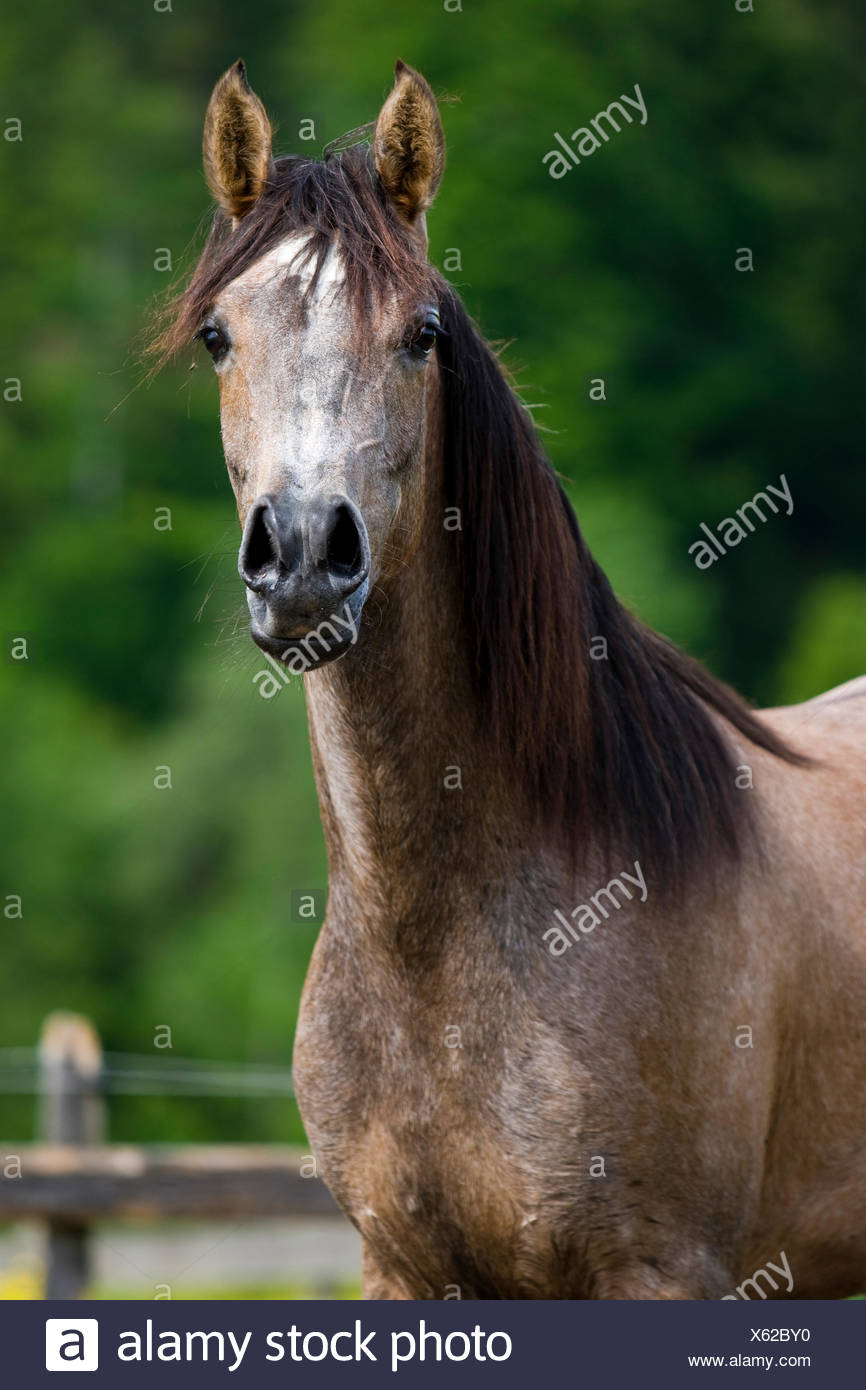 Roan Horse Stock Photos & Roan Horse Stock Images - Alamy
