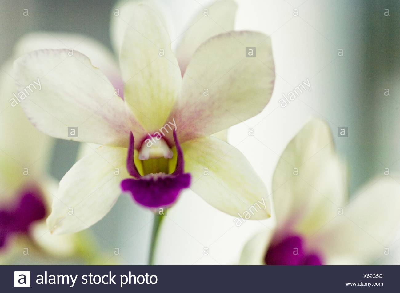 Dendrobium Orchid Stock Photos & Dendrobium Orchid Stock Images - Alamy