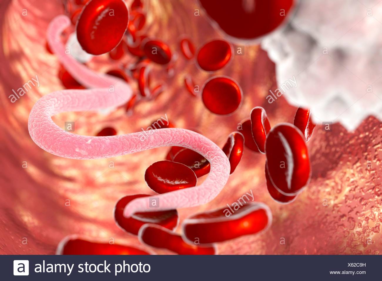 Bancrofti High Resolution Stock Photography and Images - Alamy