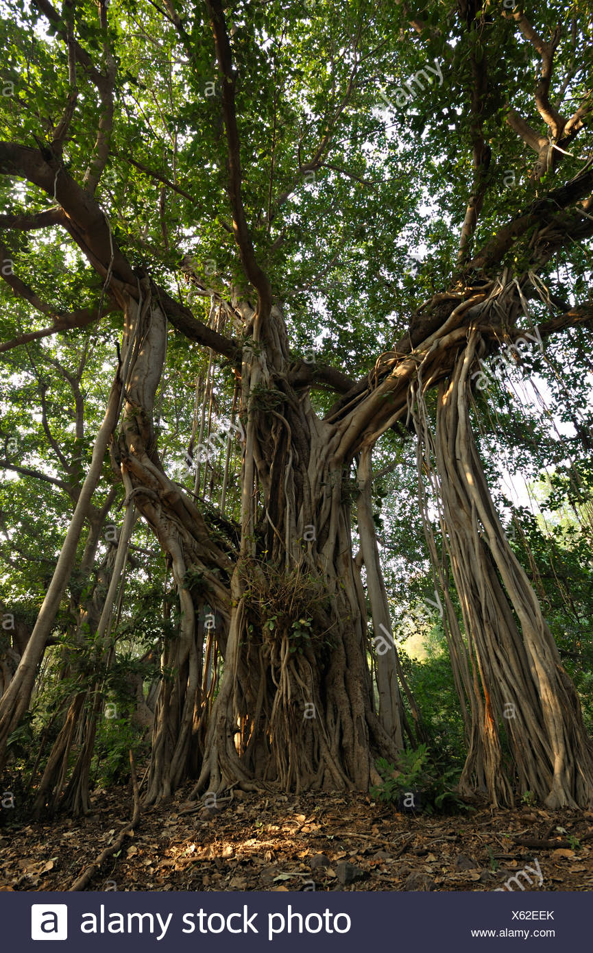 East Indian Fig Tree High Resolution Stock Photography and Images - Alamy