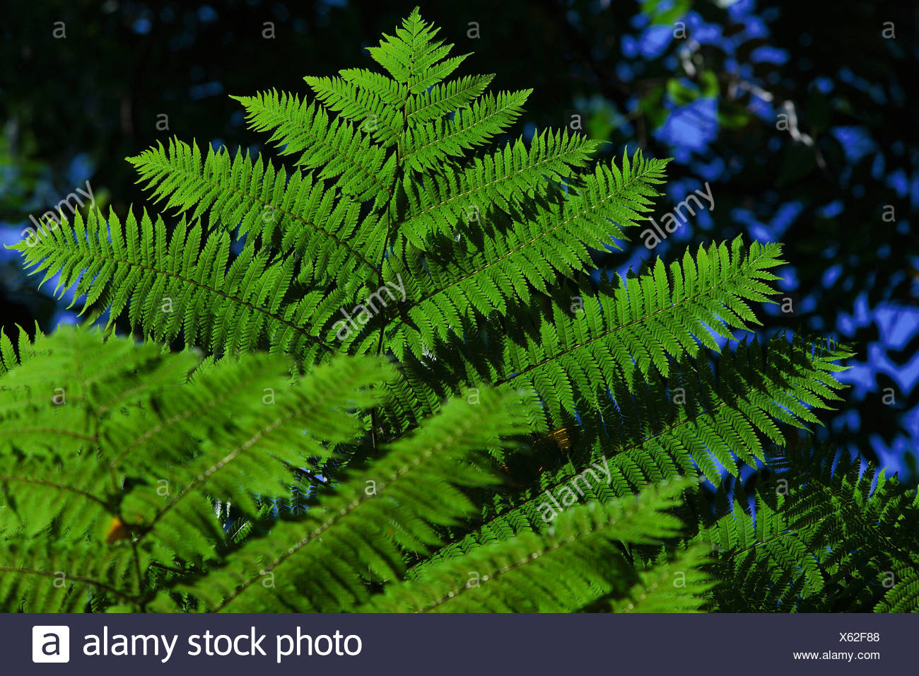 Tree Fern Hawaii High Resolution Stock Photography and Images - Alamy
