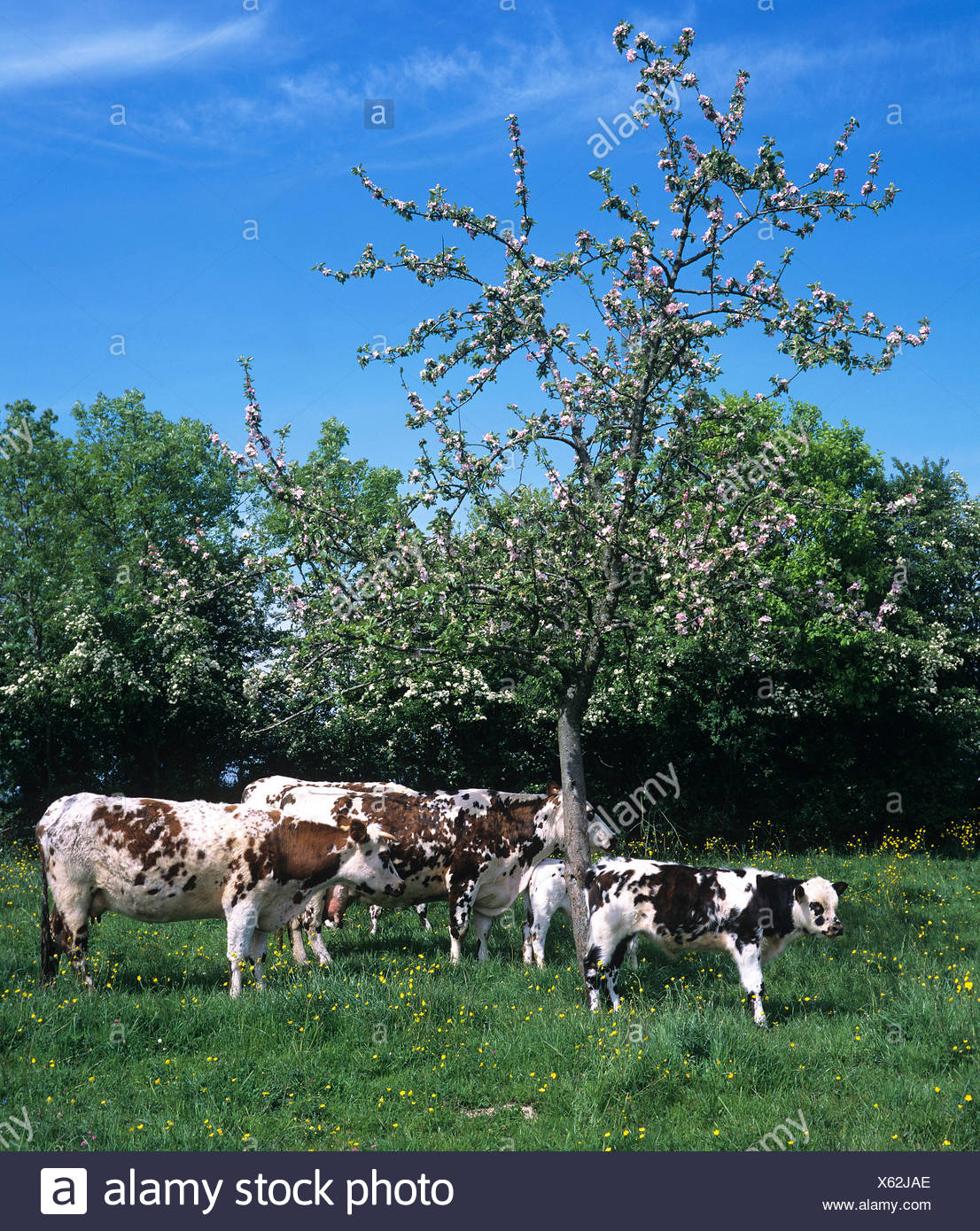 Cow Standing Under Tree In High Resolution Stock Photography and Images ...