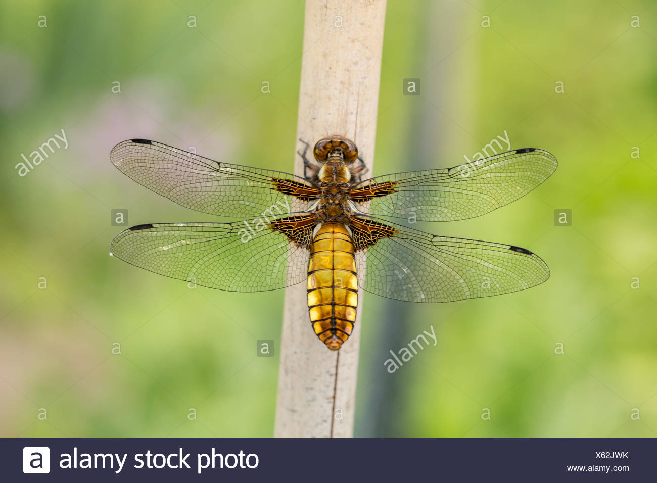 Big Dragonfly Stock Photos & Big Dragonfly Stock Images - Alamy