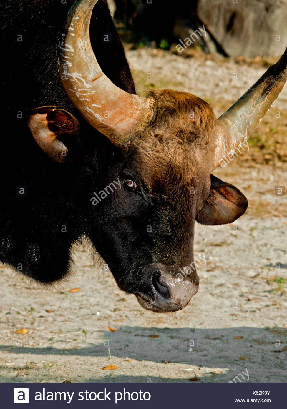 Angry Buffalo High Resolution Stock Photography and Images - Alamy
