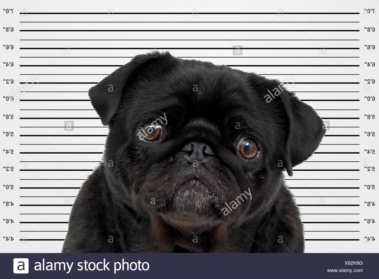 Dog Mug Shot High Resolution Stock Photography and Images - Alamy