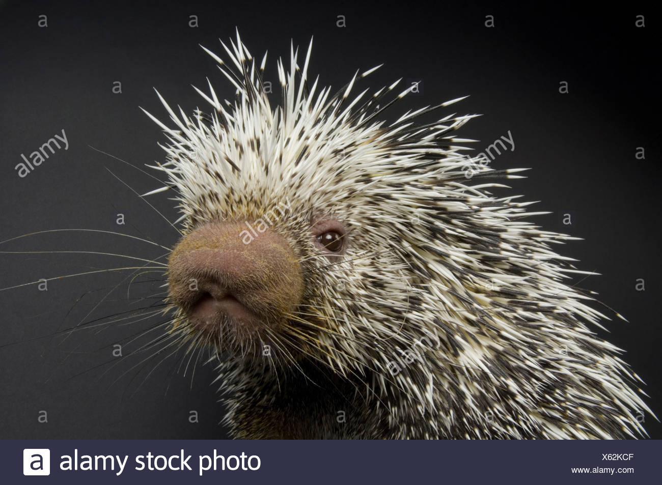 Coendou High Resolution Stock Photography and Images - Alamy