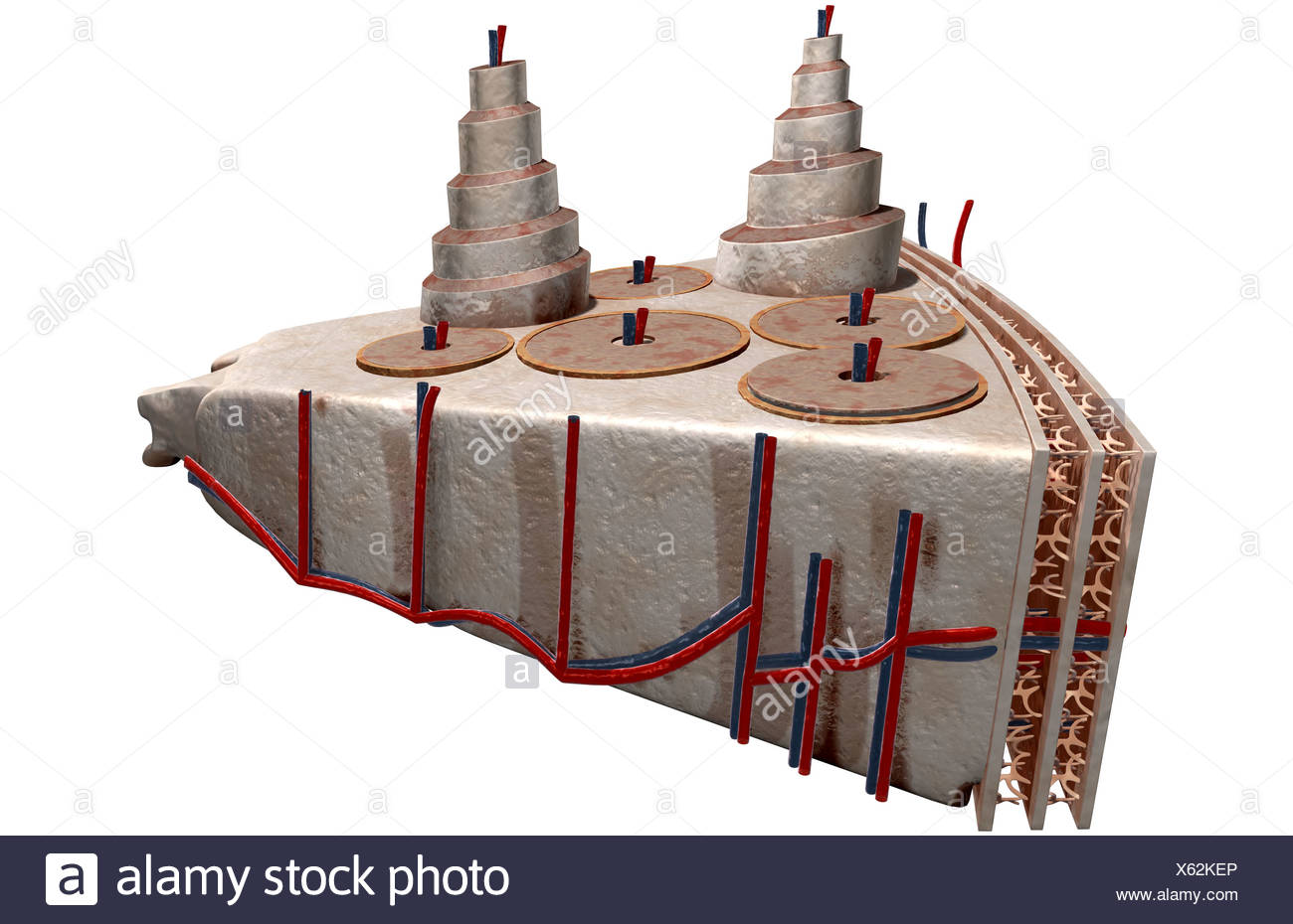 Compact Bone Stock Photos & Compact Bone Stock Images - Alamy