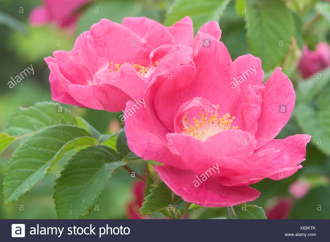 Rosa Gallica High Resolution Stock Photography and Images - Alamy