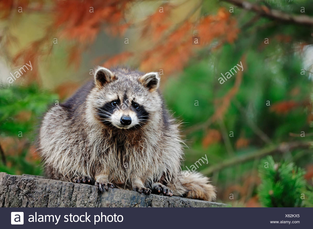 Native American Raccoon High Resolution Stock Photography and Images ...