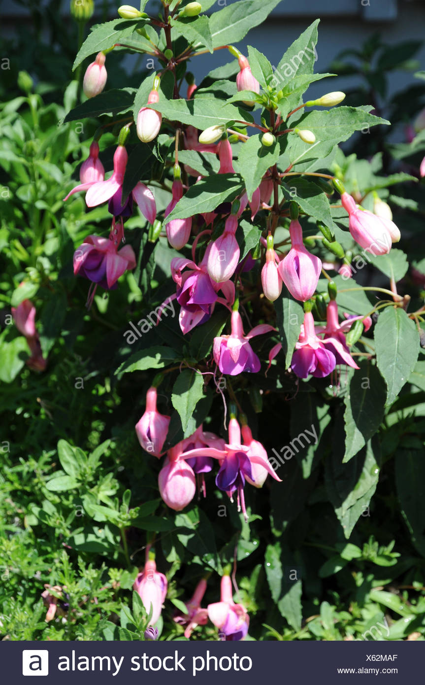 Bella Fuchsias High Resolution Stock Photography and Images - Alamy