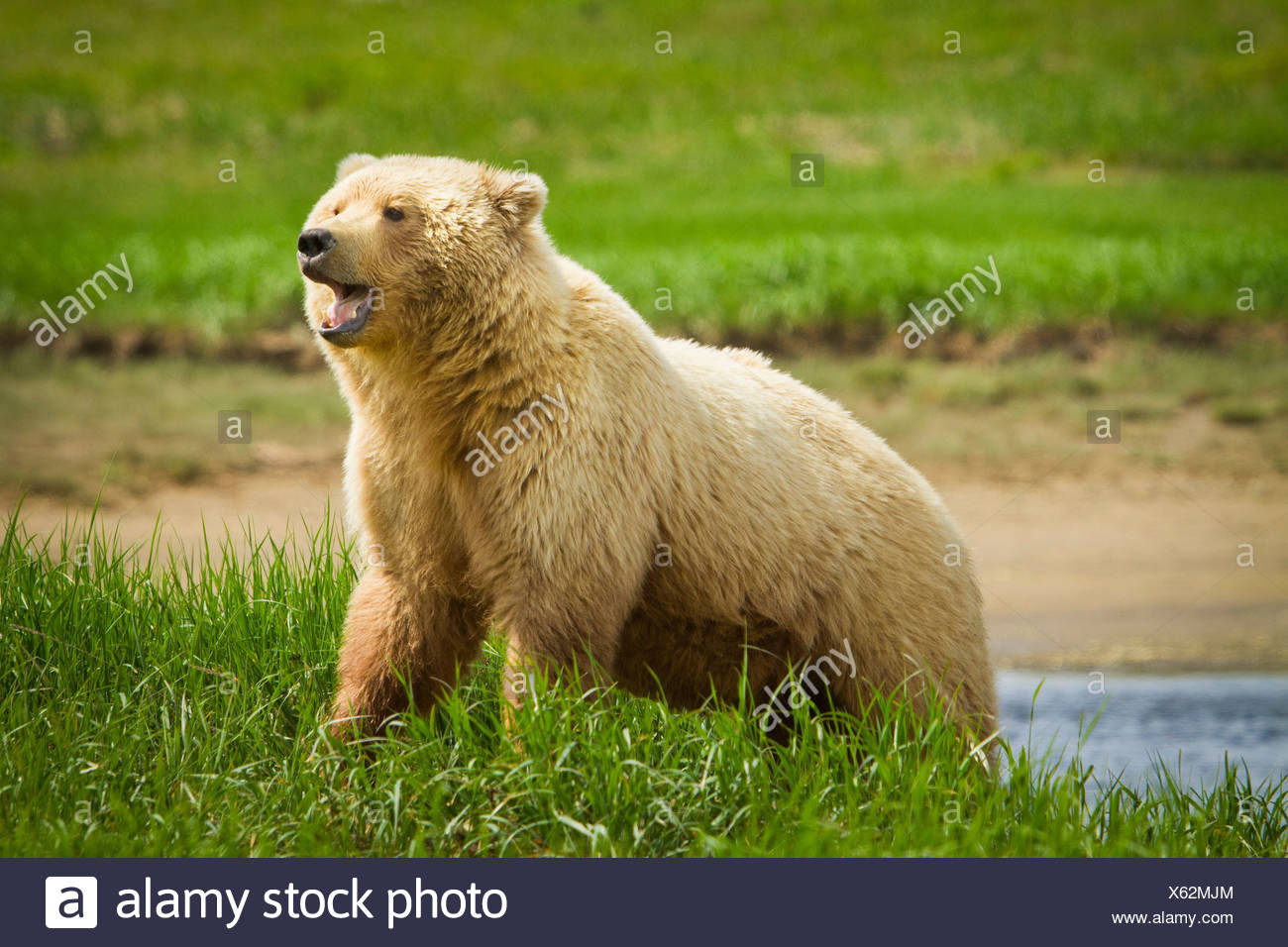Golden Bear High Resolution Stock Photography and Images - Alamy