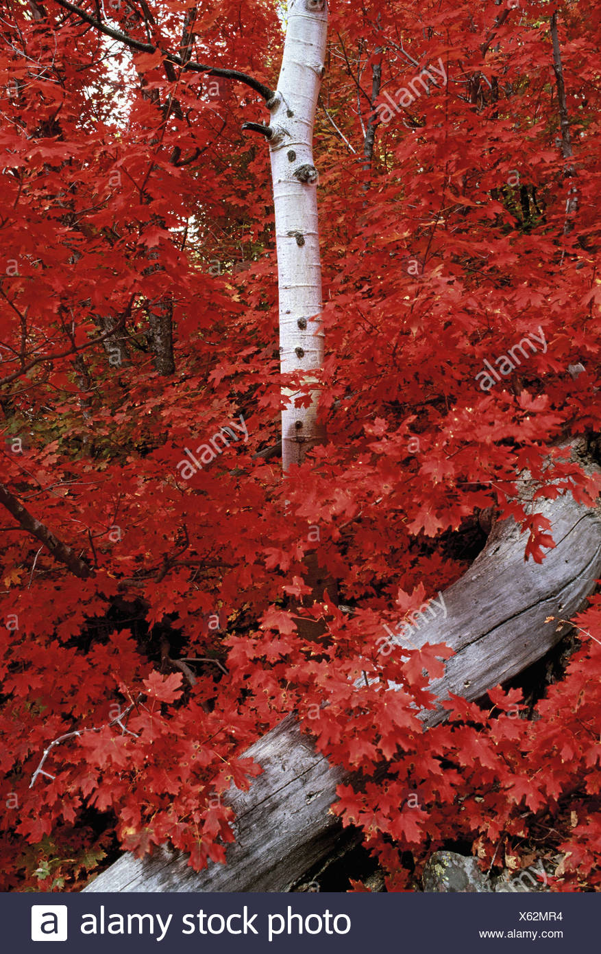 Rocky Mountain Maple Tree Aspen High Resolution Stock Photography and ...