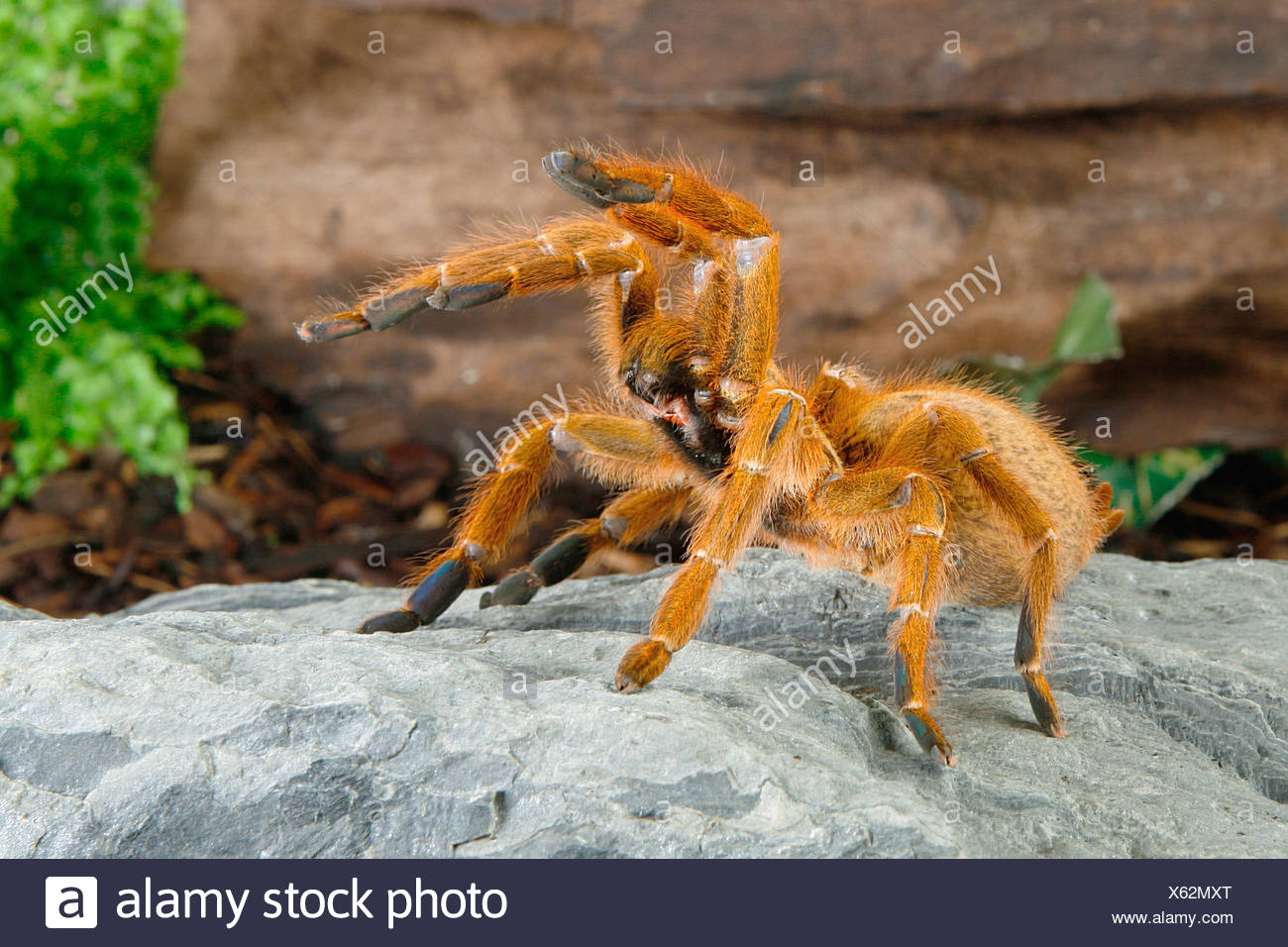 Golden Baboon Stock Photos & Golden Baboon Stock Images - Alamy