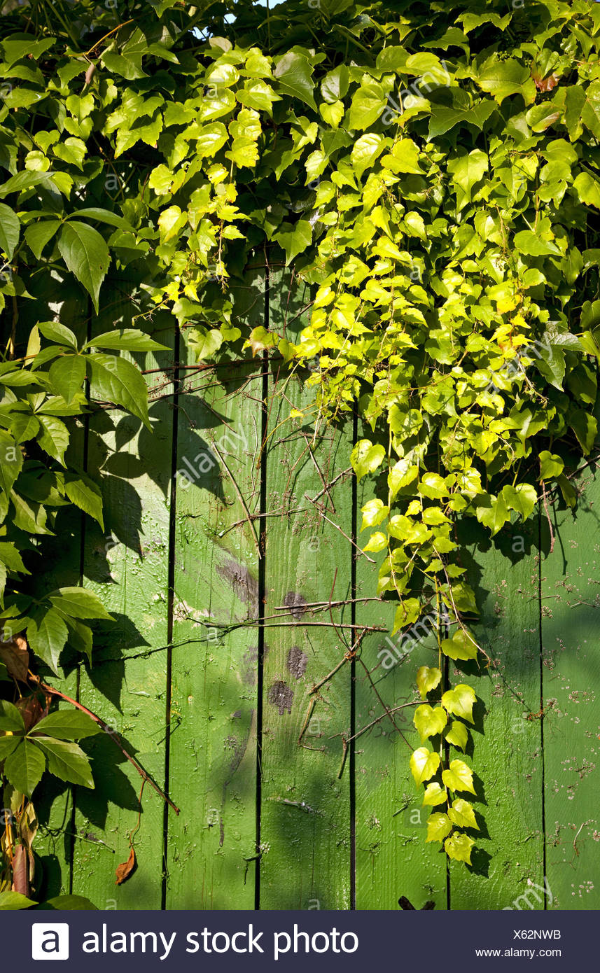 Overgrown Vine High Resolution Stock Photography and Images - Alamy