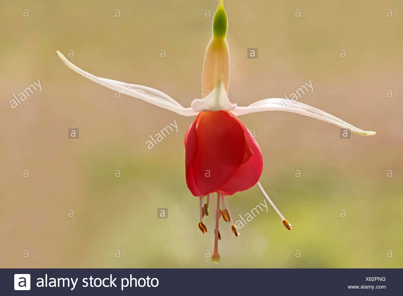 Fuchsia Cultivar High Resolution Stock Photography and Images - Alamy