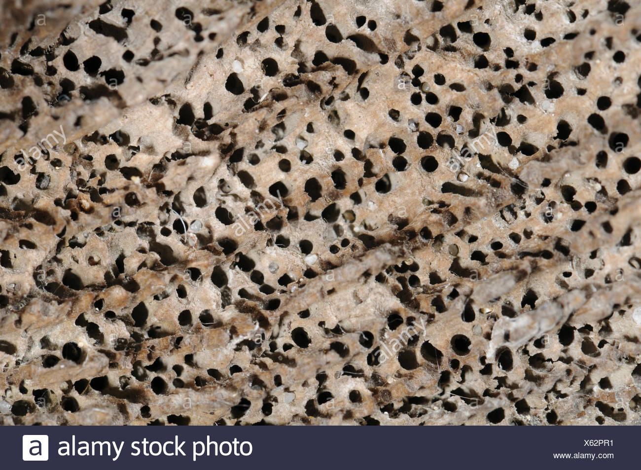 Limnoria High Resolution Stock Photography and Images - Alamy