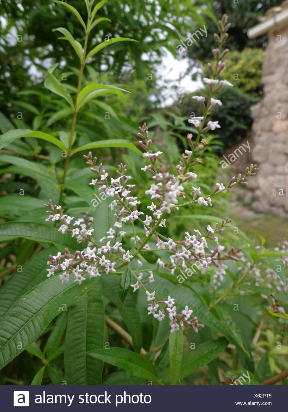 Lippia Citriodora High Resolution Stock Photography and Images - Alamy