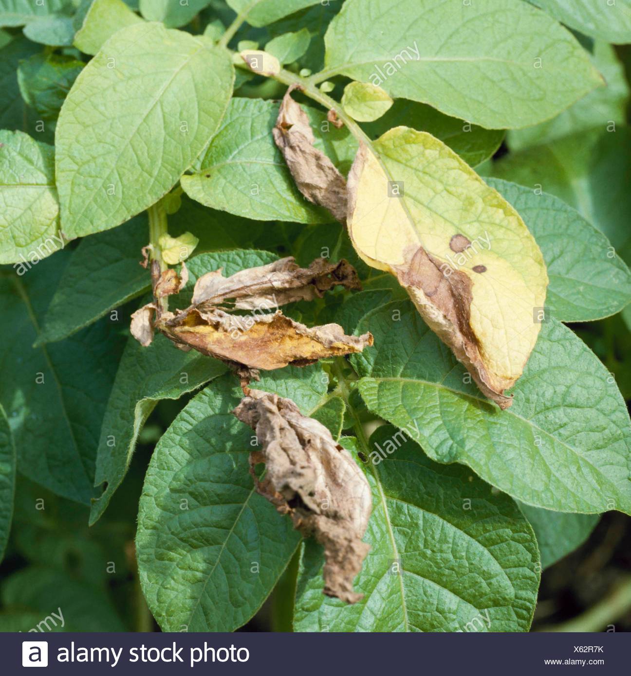 Phytophthora Infestans Potato Blight High Resolution Stock Photography ...