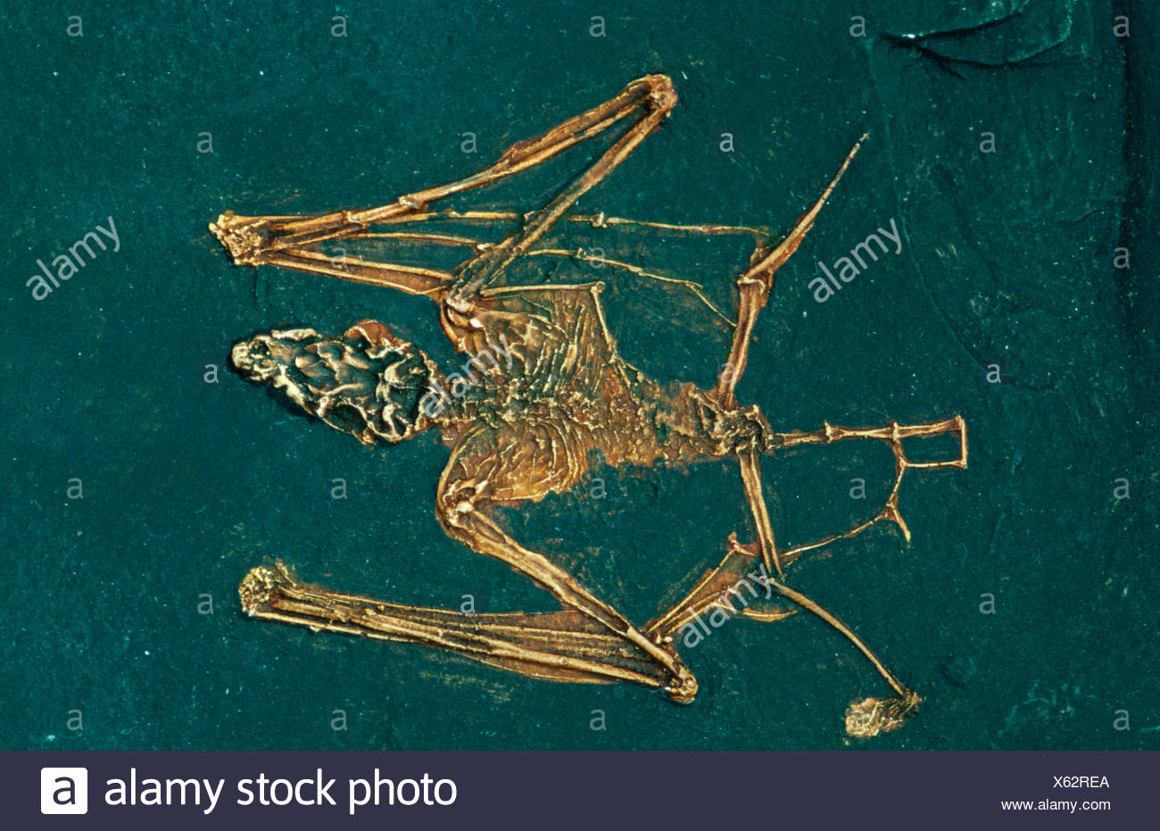 Fossil High Resolution Stock Photography and Images - Alamy