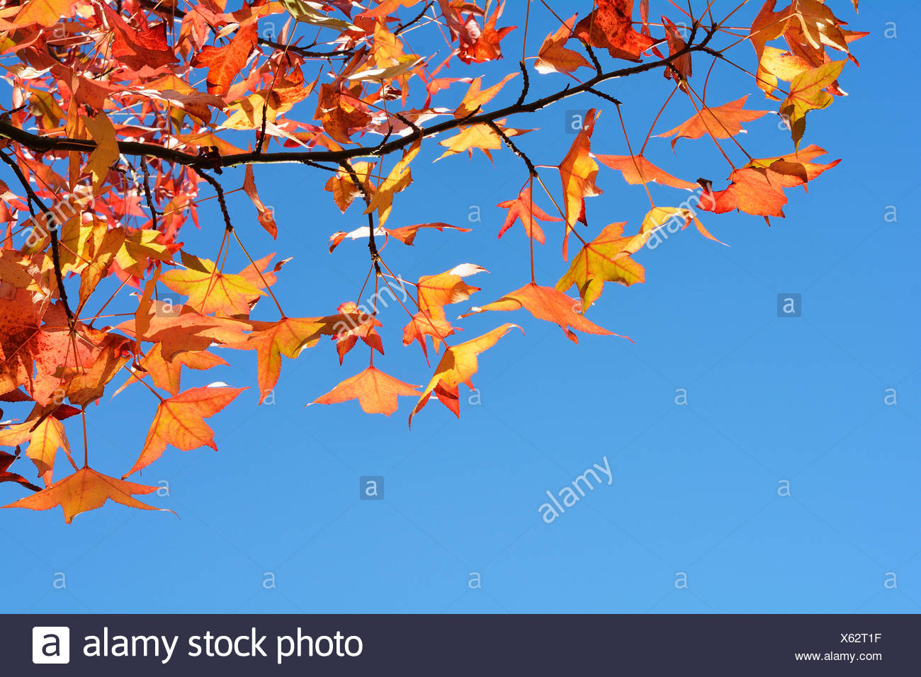 Liquidambar Leaves Stock Photos & Liquidambar Leaves Stock Images - Alamy