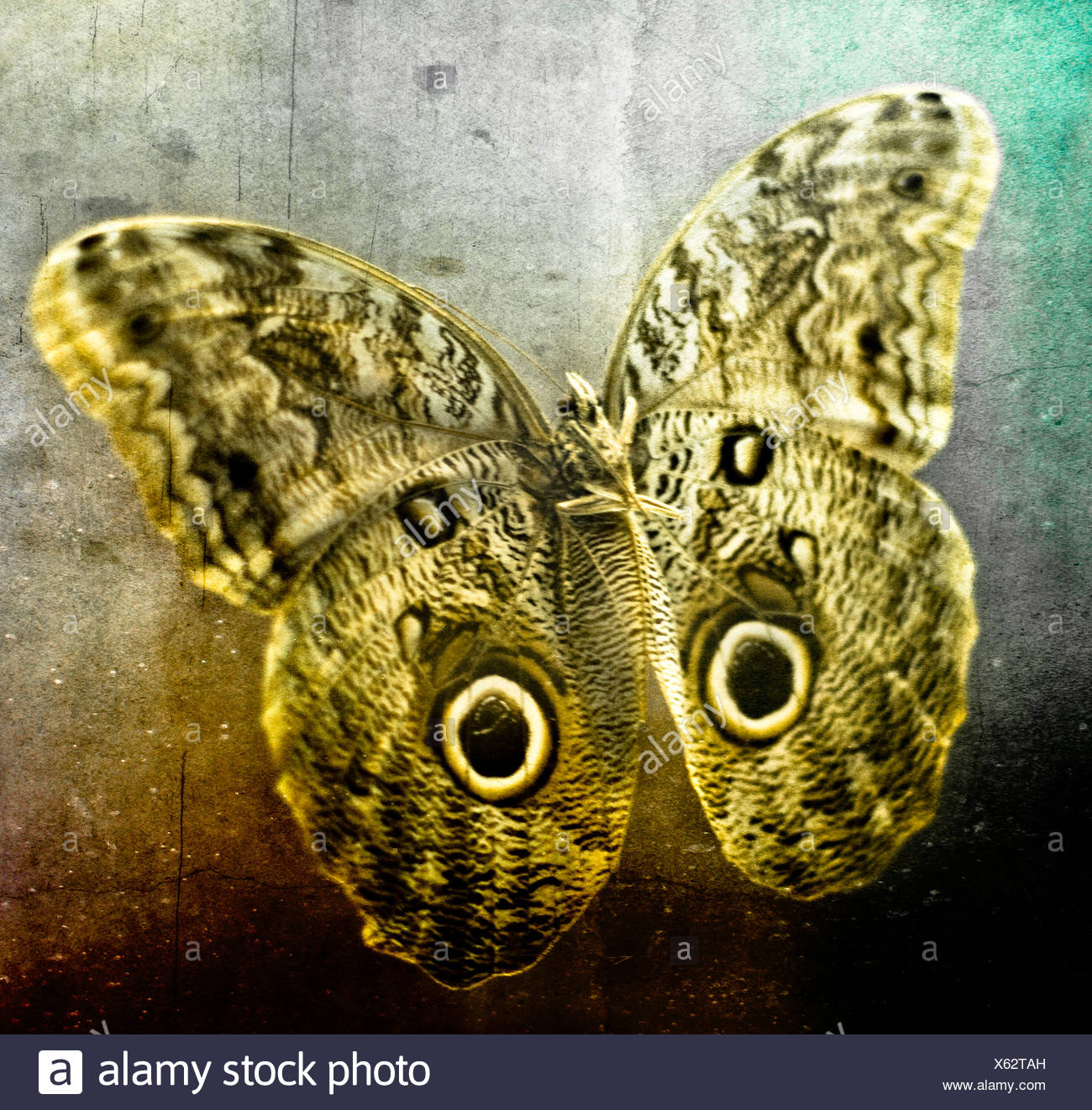 Exotic Butterfly Stock Photos & Exotic Butterfly Stock Images - Alamy
