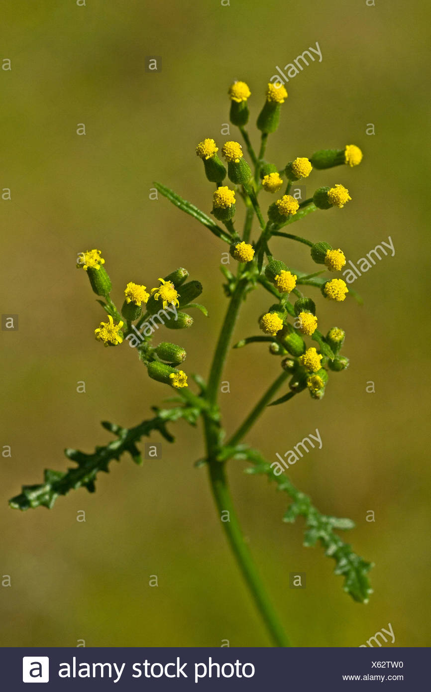 Common Groundsel Senecio Vulgaris High Resolution Stock Photography and ...