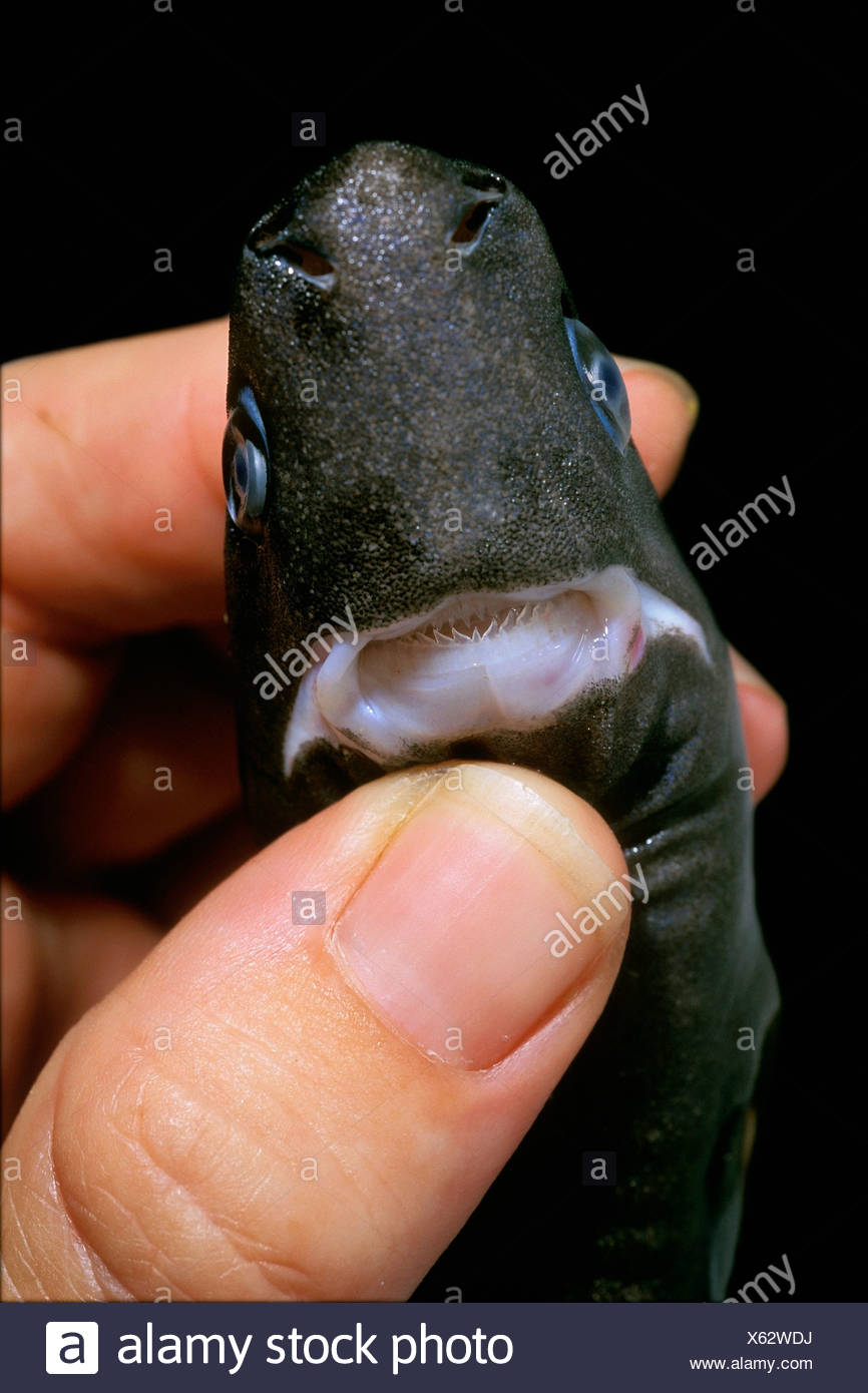Smallest Shark Species High Resolution Stock Photography and Images - Alamy