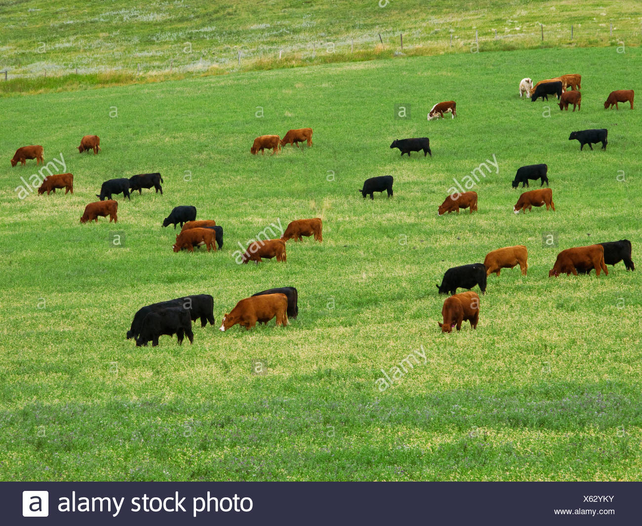 Breed Of Beef Cattle High Resolution Stock Photography and Images - Alamy