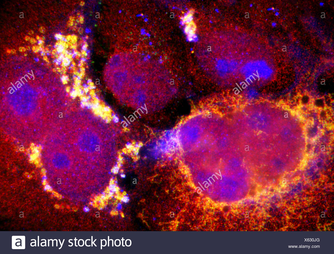 Mitochondria Micrograph Stock Photos & Mitochondria Micrograph Stock ...