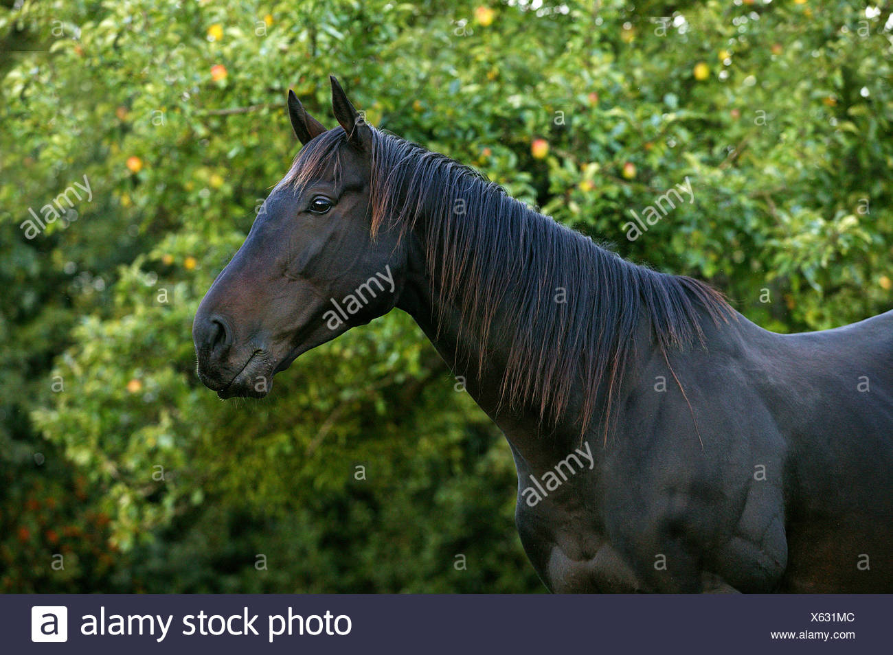 English Thoroughbred Horse Stock Photos & English Thoroughbred Horse ...