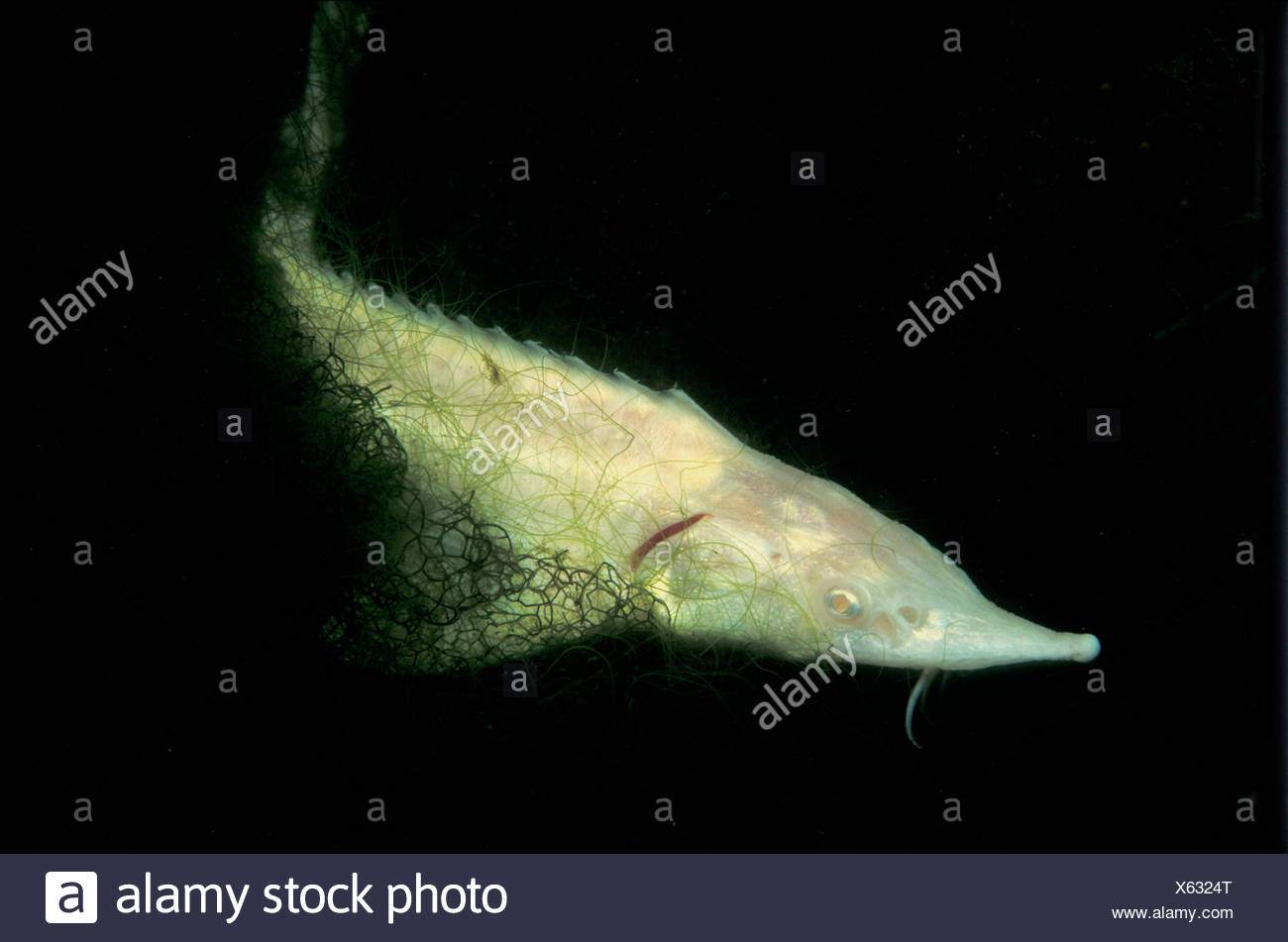 Albino Sturgeon High Resolution Stock Photography and Images - Alamy