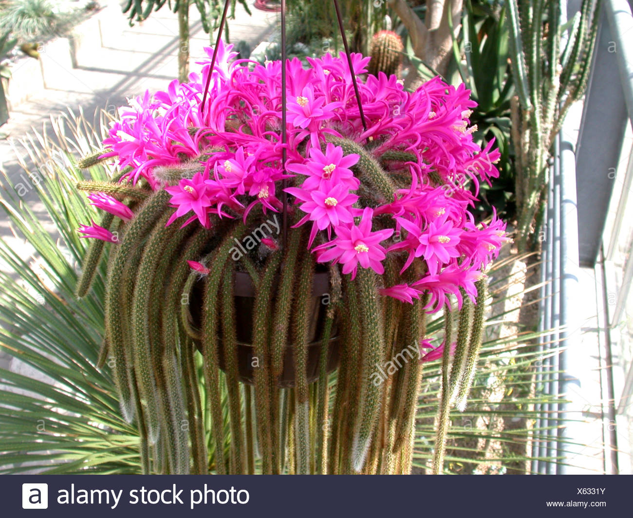 Aporocactus Flagelliformis High Resolution Stock Photography and Images ...